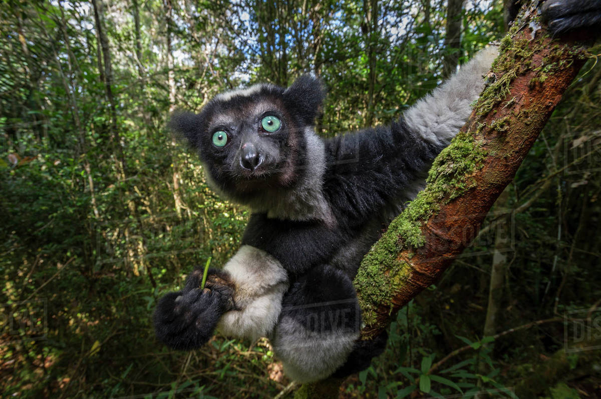Indri (Indri indri) feeding on fresh leaves / shoots in the rainforest ...