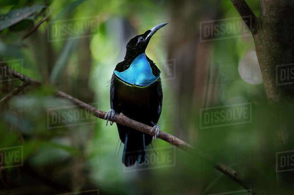 Growling riflebird (Ptiloris intercedens) male, Adelbert Mountain Range ...