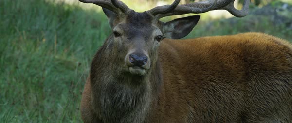 Red deer (Cervus elaphus) stag licking its nose and yawning during rut ...