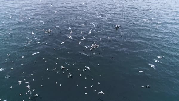 Killer whales carousel feeding in sea - 4K Rights-managed Stock Video ...