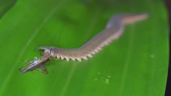Peripatus (Velvet Worm) feeding on a cricket, Amazon rainforest ...
