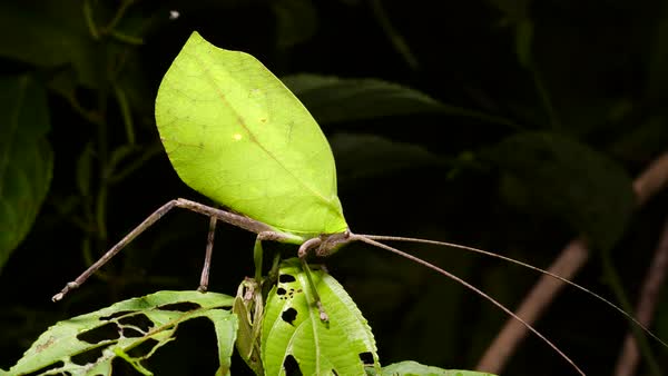 Leaf mimic katydid (Tettigoniidae) on a rainforest shrub, showing leaf ...