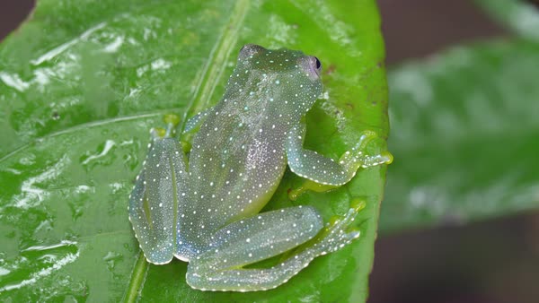 Resplendent cochran frog (Cochranella resplendens) on a leaf in the ...