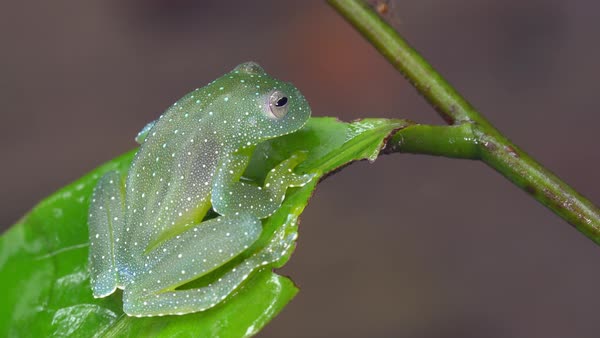 Resplendent cochran frog (Cochranella resplendens) on a leaf in the ...