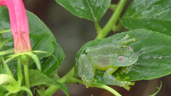 Resplendent cochran frog (Cochranella resplendens) on a leaf of a ...