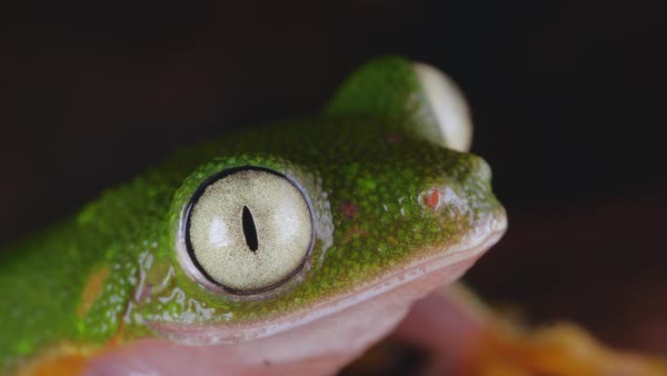 Leaf Frog Agalychnis Hulli Blinking Its Eyes Amazon Rainforest