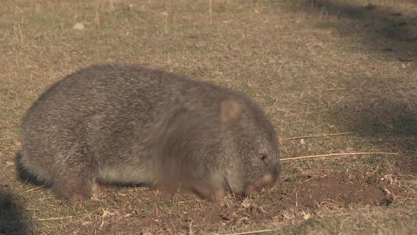Juvenile common wombat (Vombatus ursinus) grazing, digging, Maria ...