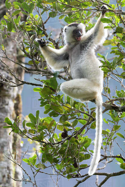 Silky sifaka (Propithecus candidus) in tree, Marojejy National Park ...