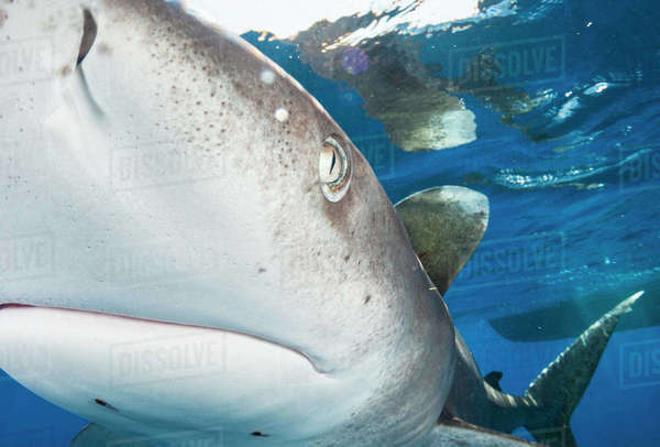 Oceanic whitetip shark (Carcharhinus longimanus) bumps into the front ...