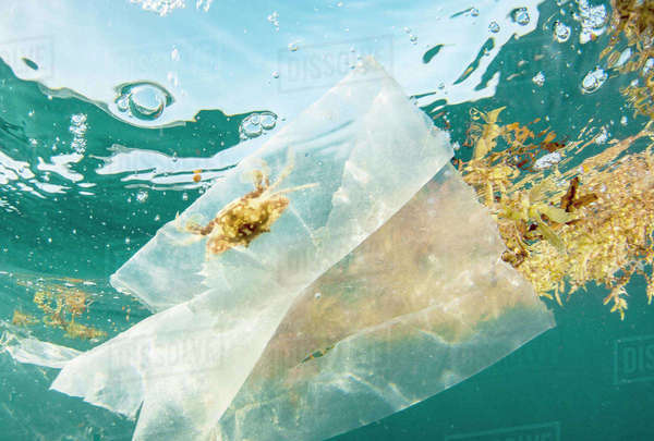 Sargassum swimming crab (Portunus sayi) taking shelter in a plastic bag ...
