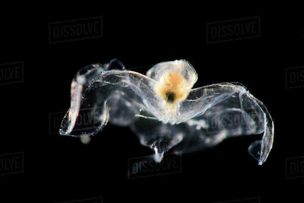 Sea butterfly (Cymbulia peronii) originally classed as ...