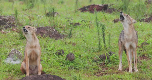 Indian jackal (Canis aureus indicus) pair howling, Maharashtra, India ...