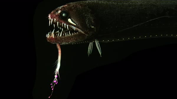 Threadfin dragonfish (Echiostoma barbatum) motionless, showing large ...