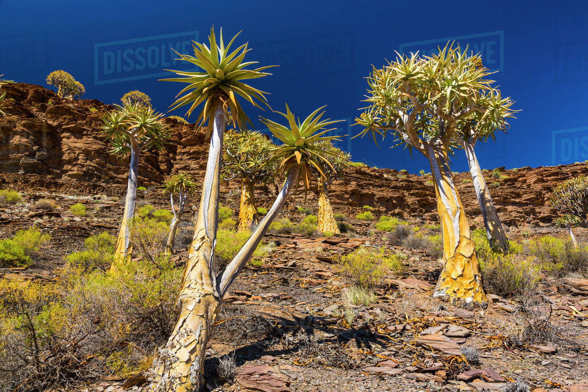 Quiver Trees In South Africa