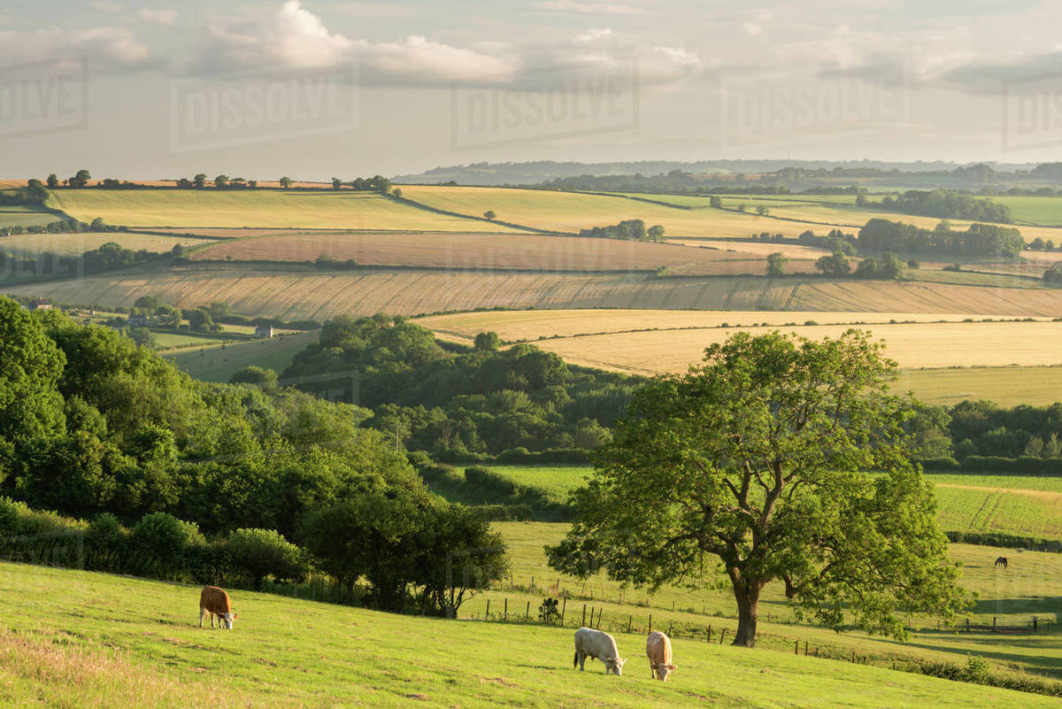 Rural view of rolling countryside with grazing cattle, near Frome ...