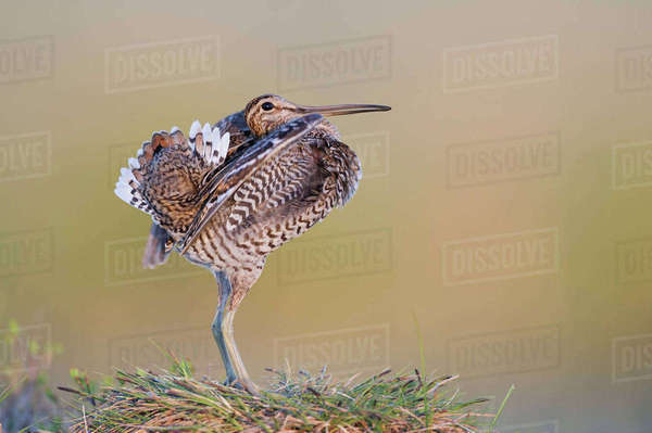Great snipe (Gallinago media) displaying, Norway, June. - Stock Photo ...