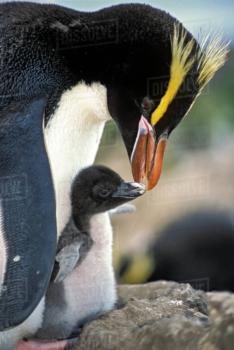 Erect-crested penguins (Eudyptes sclateri) feeding young chick ...