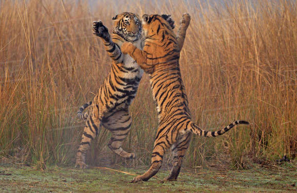 Bengal tiger (Panthera tigris tigris) 11 month cubs play fighting ...