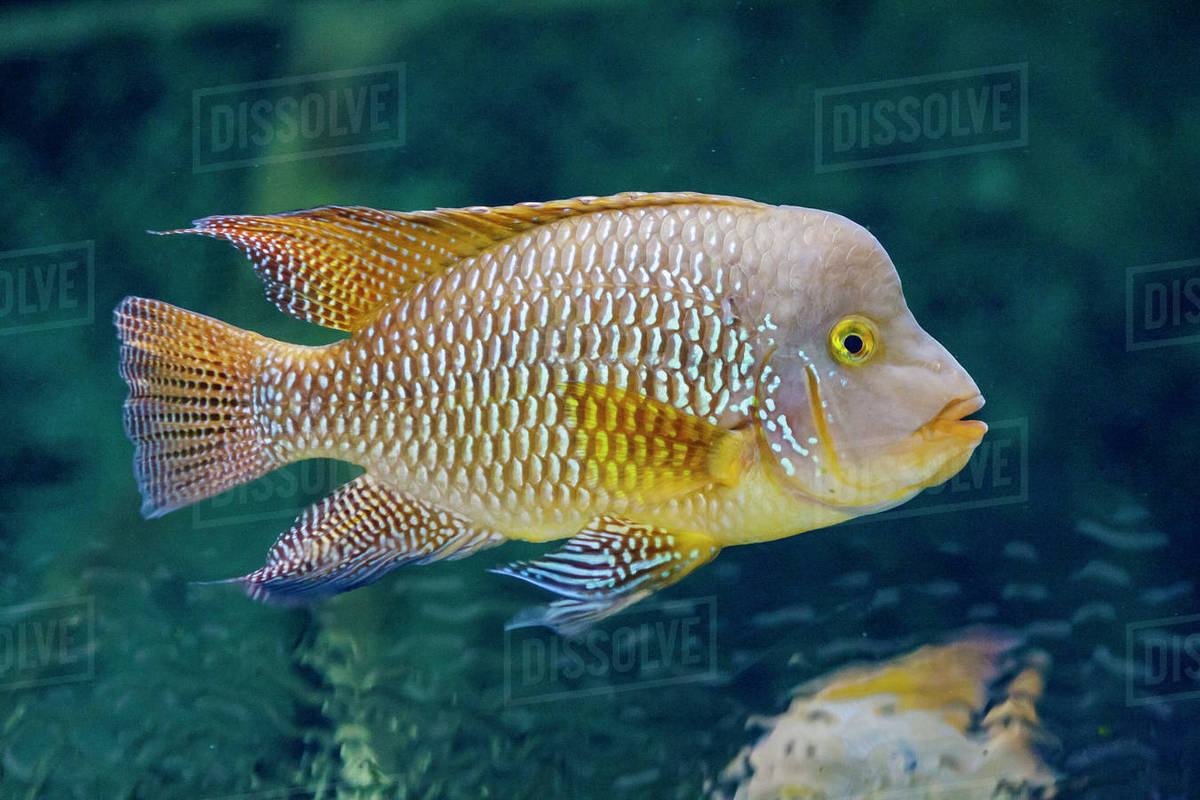 Pearl cichlid (Geophagus brasiliensis) captive, occurs in Brazil and ...