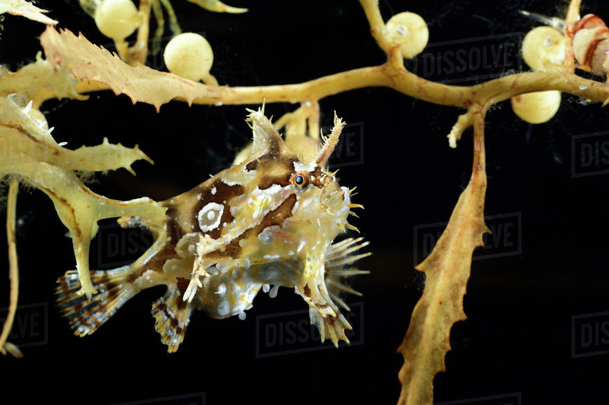 Sargassum fish (Histrio histrio) in Broad-toothed gulfweed (Sargassum ...