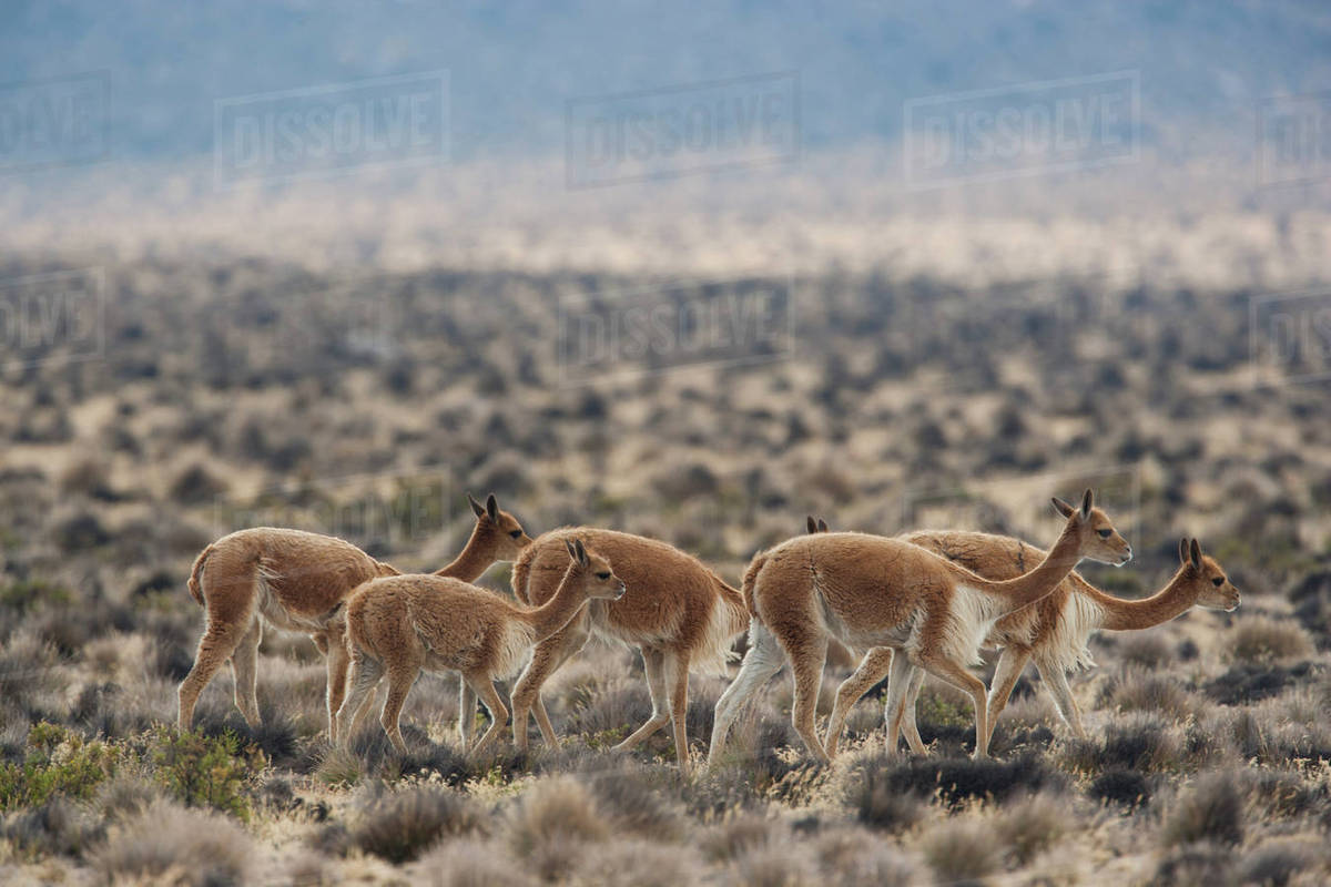 Vicuna (Vicugna vicugna) herd in Altiplano, Aguada Blanca National ...