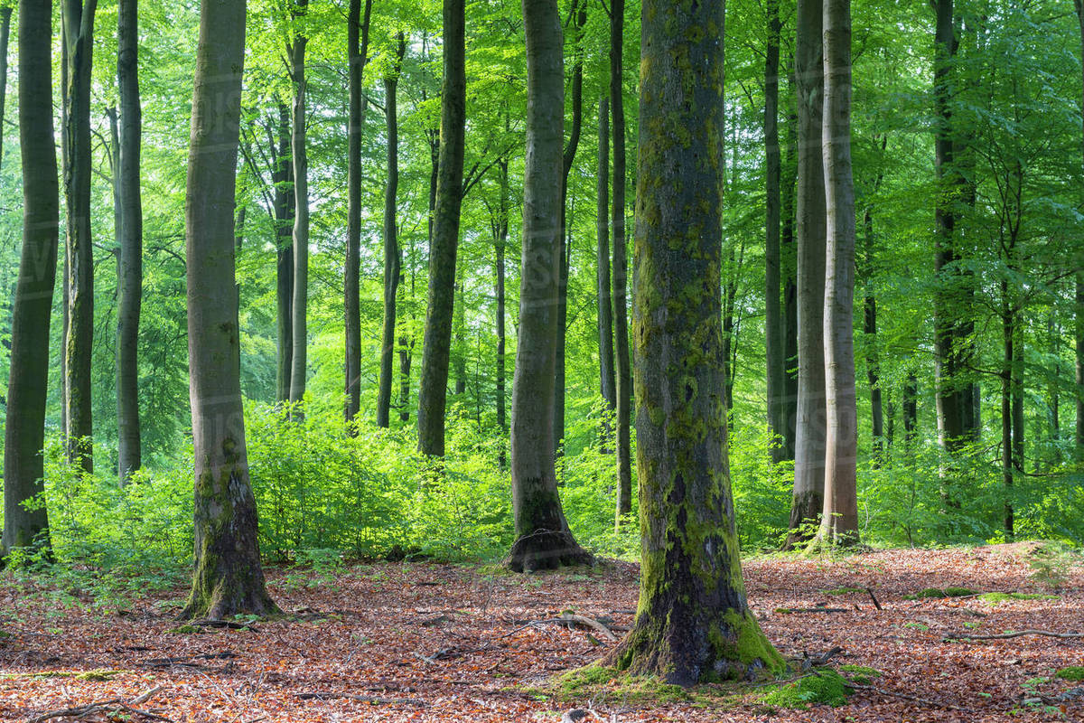 Beech Forest in Spring, Weibersbrunn, Spessart, Bavaria, Germany ...