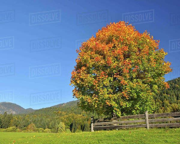 Maple Tree and Fence in Autumn, Gerold, Werdenfelser Land, Upper ...