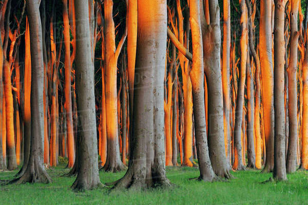 Standard license, Royalty-free Commercial photo from Dissolve.com ...