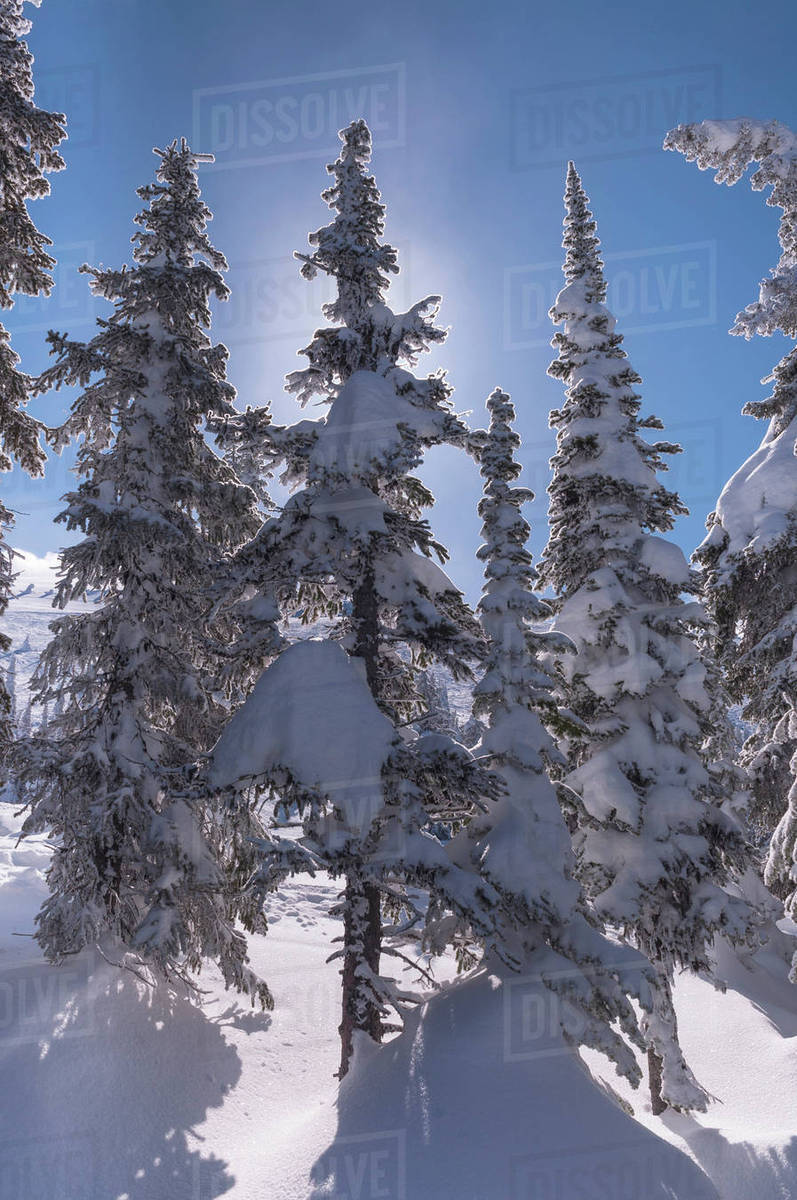 Close-up of snow coverd evergreen trees, Big White Mountain, Kelowna ...