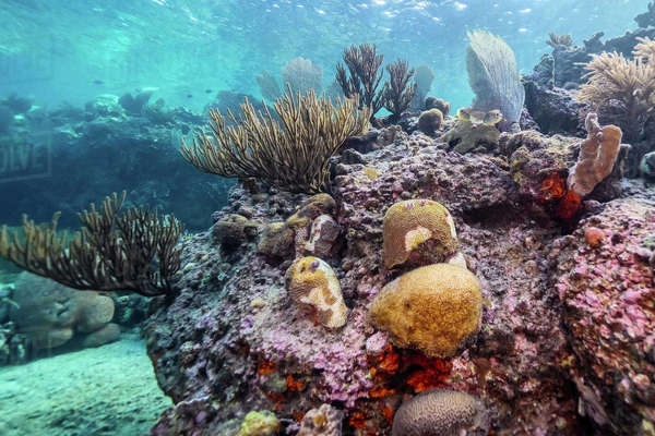Coral bleaching in the Caribbean Sea - Royalty-free Stock Photo | Dissolve