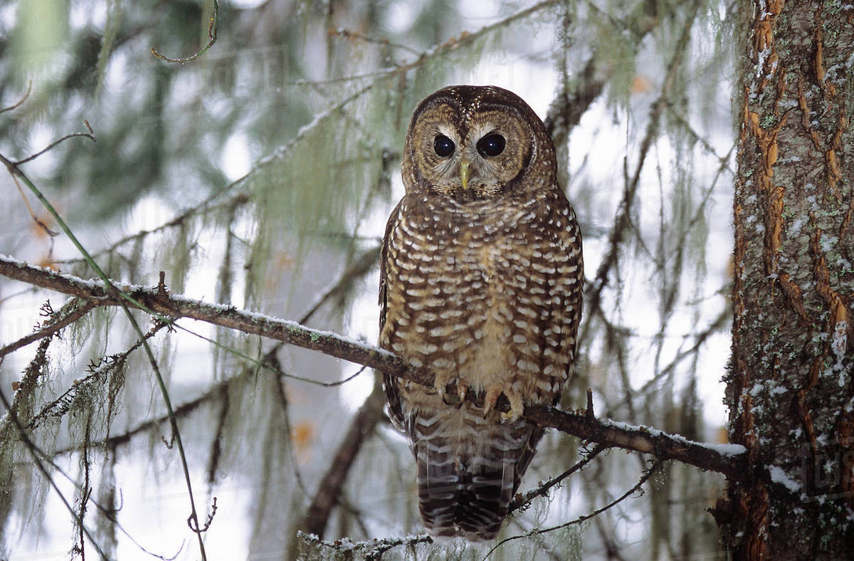 Northern Spotted Owl, Strix occidentalis caurina, Southern BC, Canada ...