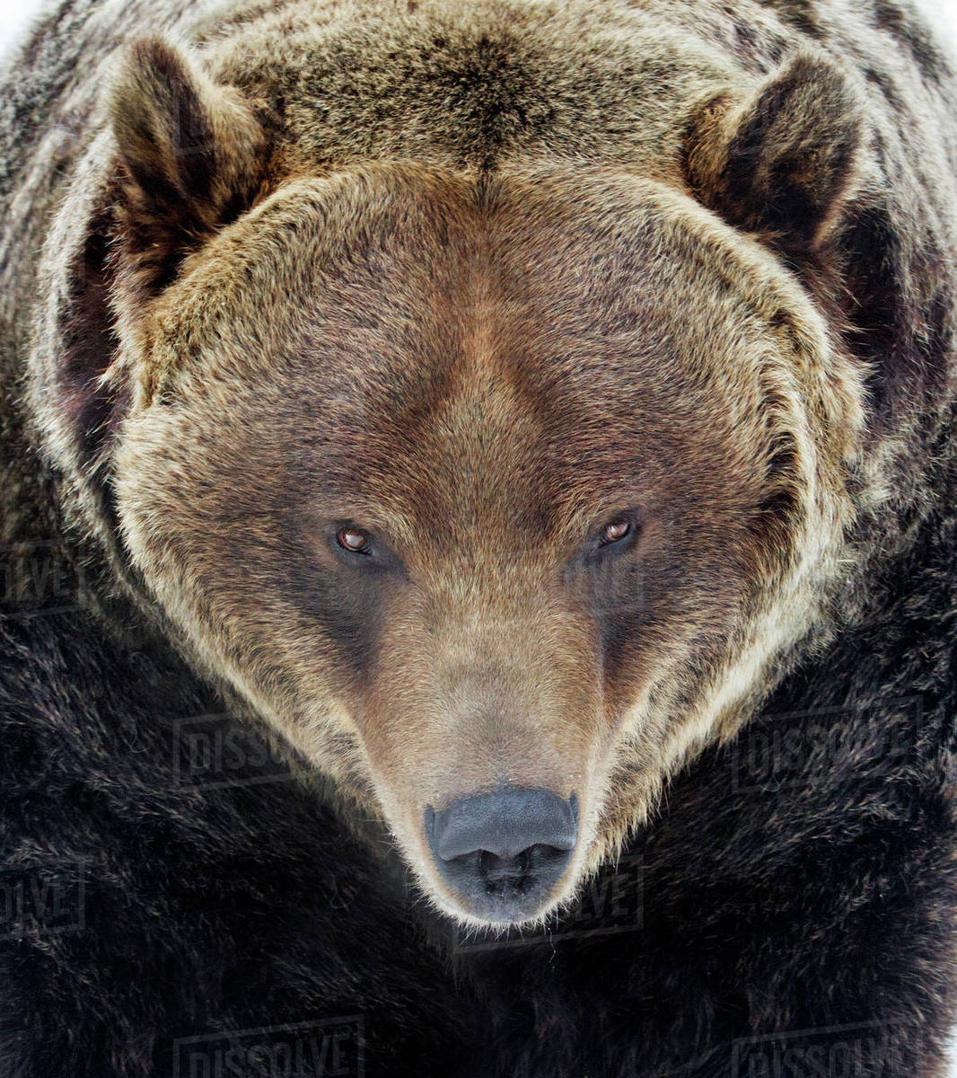 A Grizzly Bear (Ursus arctos) facing the camera head on, in Saskatoon ...
