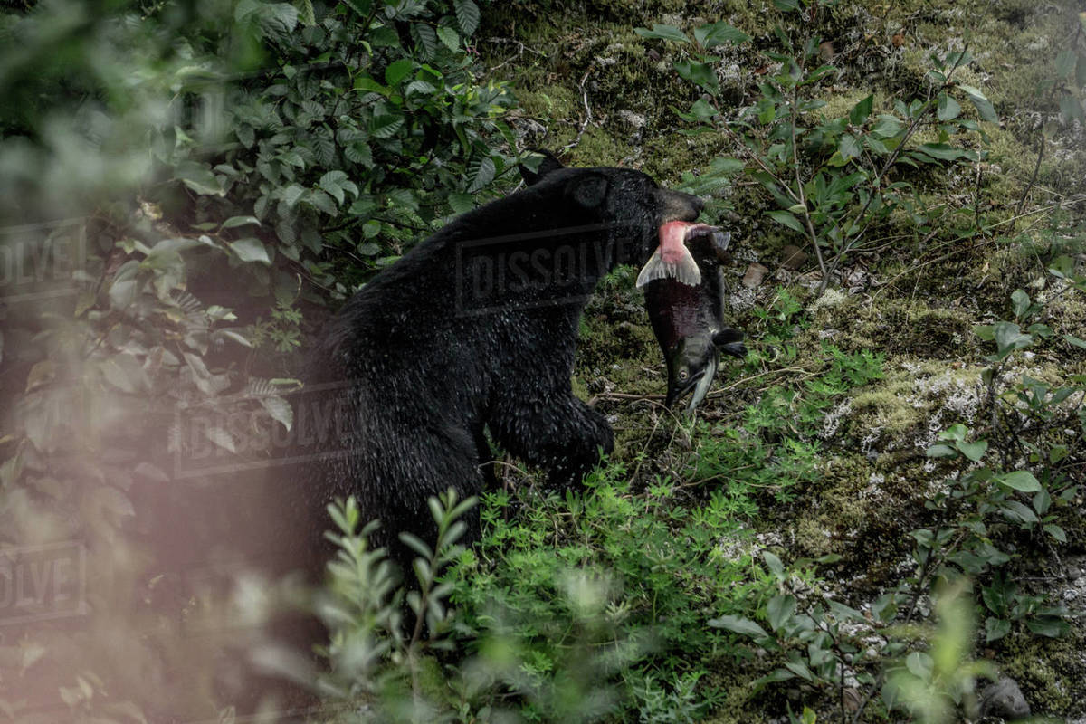 Black bear carrying fish in mouth in forest, Alaska, United States of ...