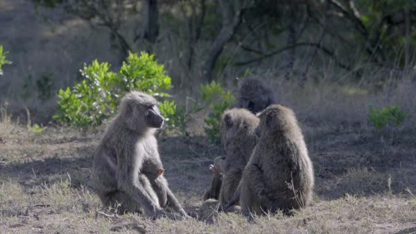 Medium shot of monkeys sitting on landscape, Masai Mara, Kenya - Stock ...
