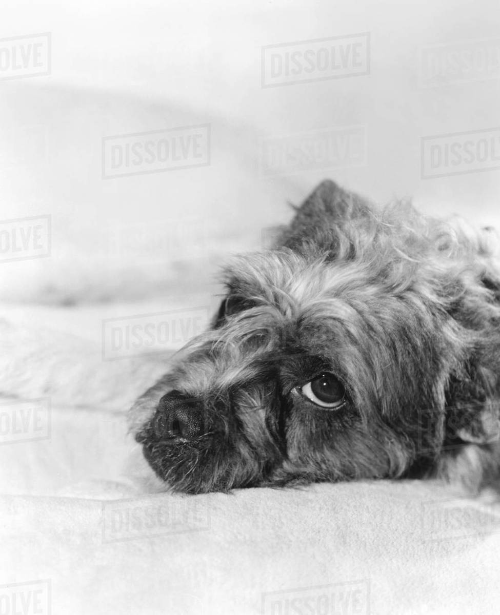 Portrait of a tired dog - Stock Photo - Dissolve