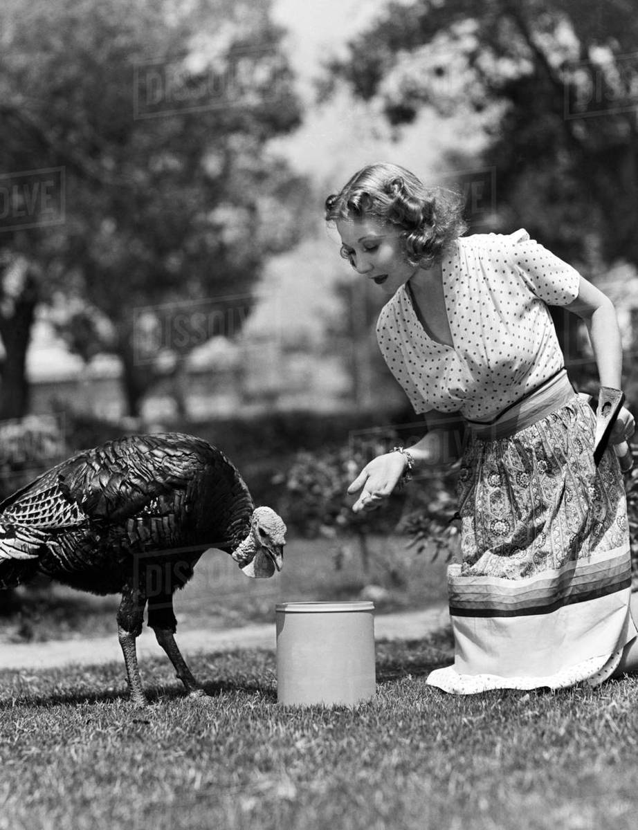 Woman luring turkey to hatchet with corn - Stock Photo - Dissolve