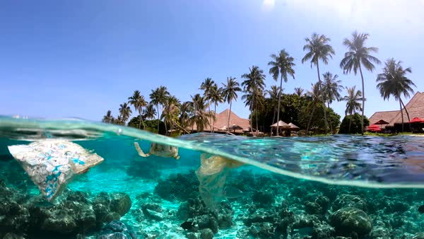 Underwater scene in the Maldives showcases plastic garbage amidst coral ...