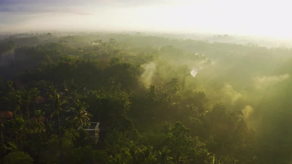 Fog over Amazon Rainforest during sunrise - 4K Royalty-free Stock Video ...
