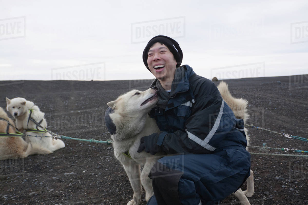 Chinese man petting dog in dog sled pack - Royalty-free Stock Photo ...