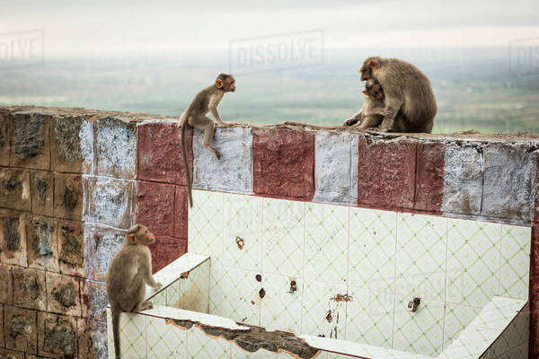 Monkeys climbing on dilapidated rock wall - Royalty-free Stock Photo ...