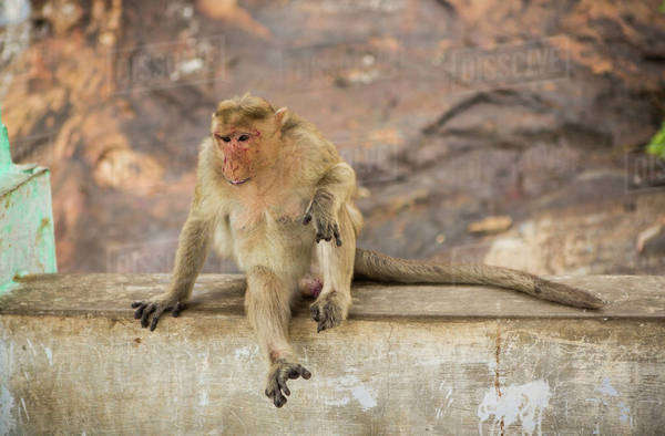 Monkey relaxing on rock wall - Stock Photo - Dissolve