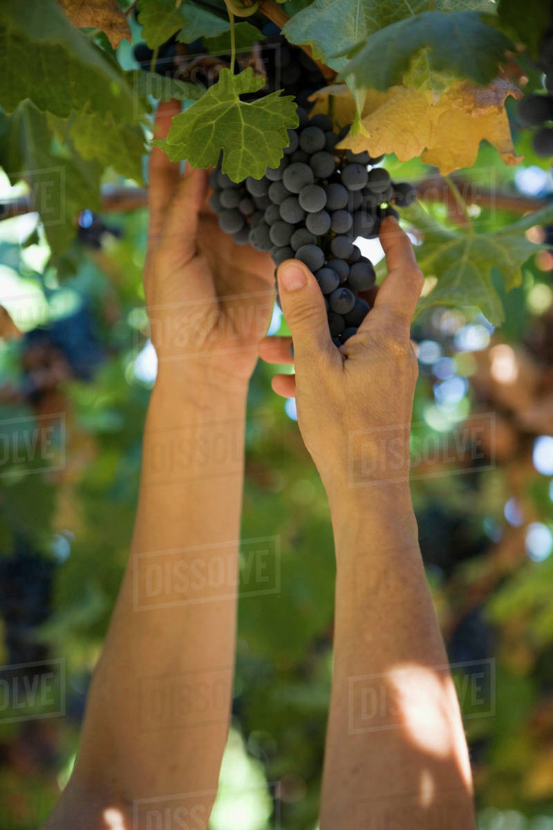 Hispanic woman picking bunch of grapes in vineyard - Royalty-free Stock ...