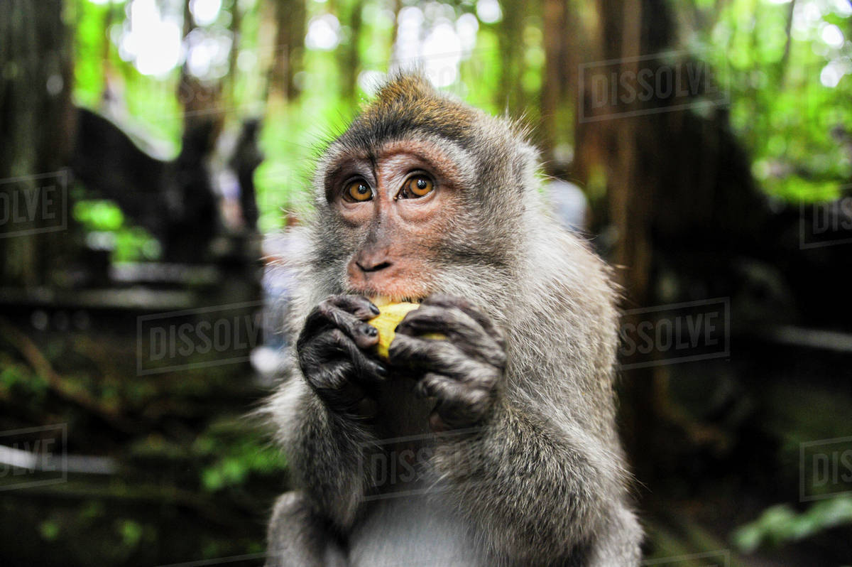 Close up of monkey eating fruit in jungle - Stock Photo - Dissolve