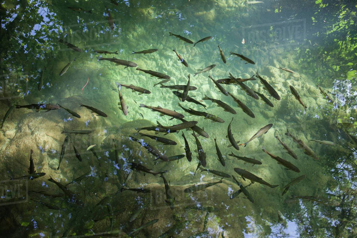High angle view of fish swimming in pond - Stock Photo - Dissolve