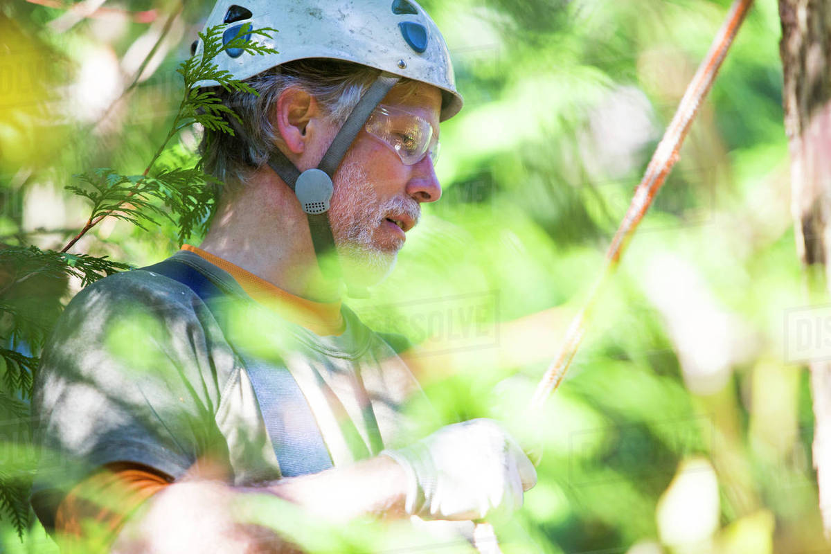 Logger wearing helmet in tree - Royalty-free Stock Photo | Dissolve