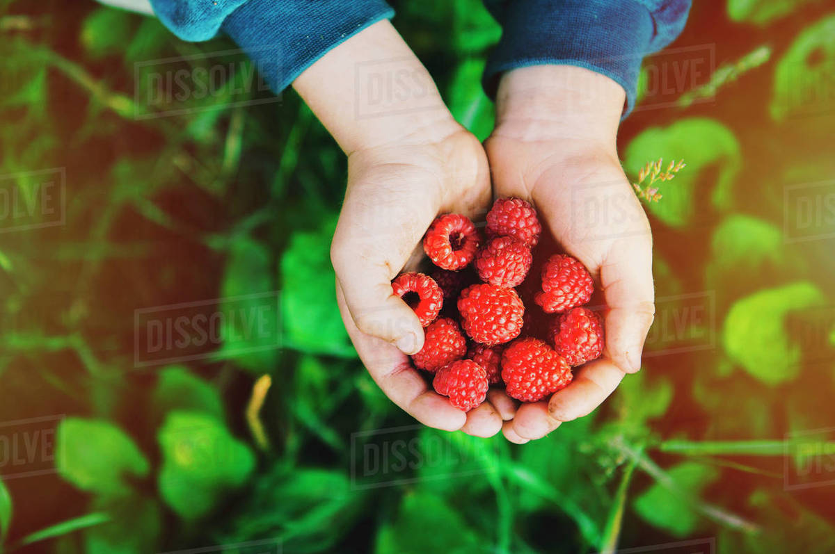 Close up of hands holding raspberries - Royalty-free Stock Photo | Dissolve