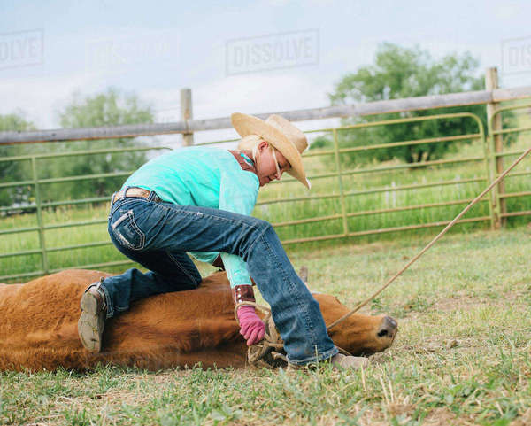 Cowgirl tying cattle on ranch - Royalty-free Stock Photo | Dissolve