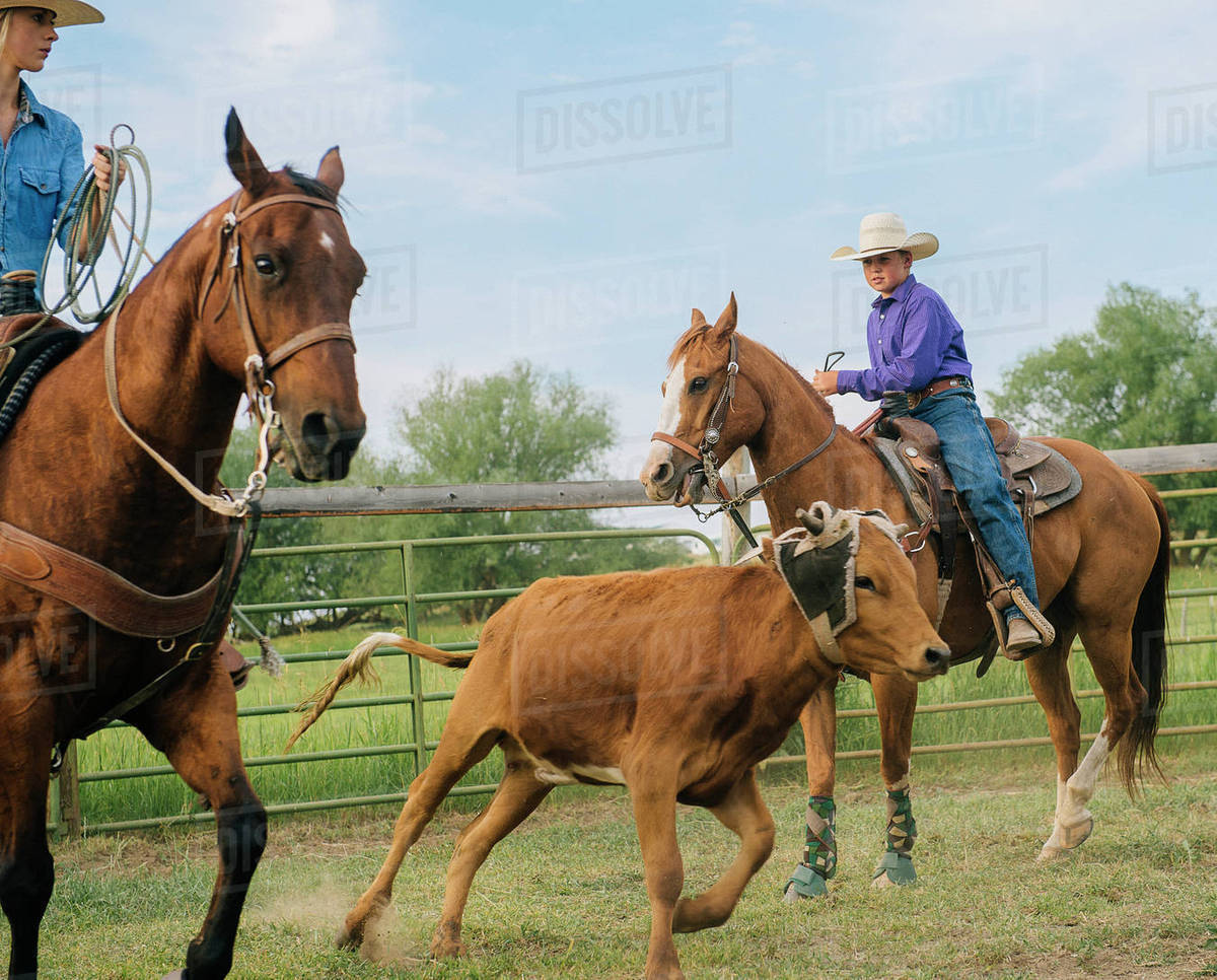 Cowgirl and cowboy lassoing cattle on ranch - Stock Photo - Dissolve