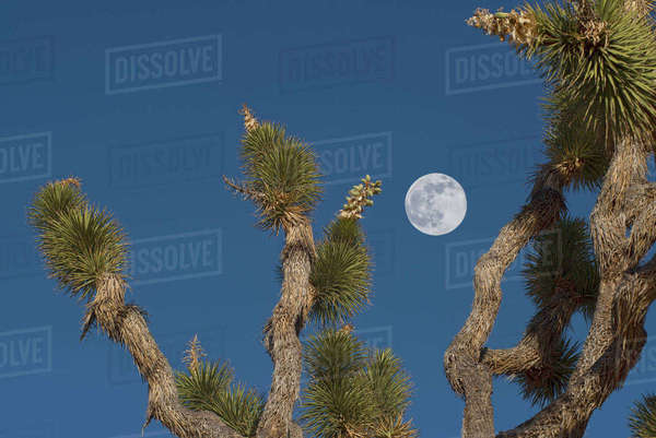 Full moon in blue sky above Joshua tree, Mojave Desert, California ...