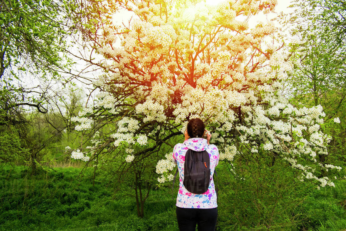 Caucasian woman smelling flowers on tree - Stock Photo - Dissolve